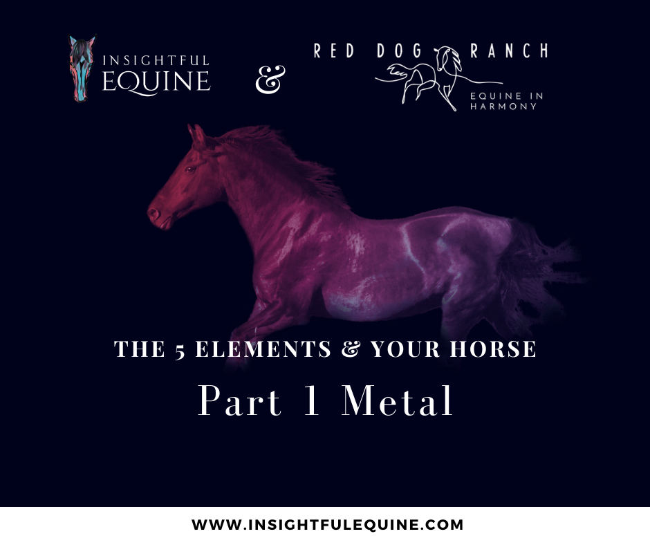 The Five Elements & Your Horse - Part 1 Metal | Insightful Equine